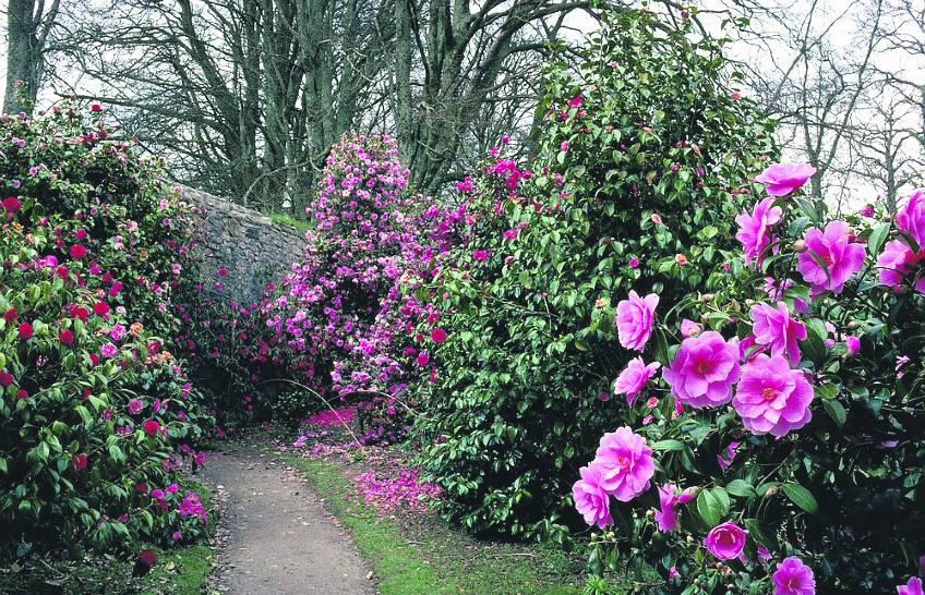 Camellia Shrubs Uk