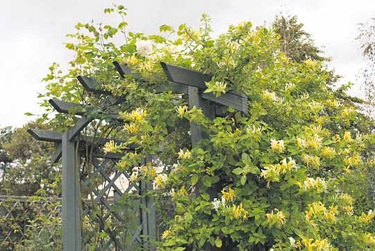 Grow up! – Country Gardener