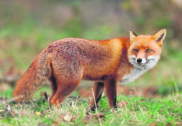 The search for Britain’s ‘Big Five’ – Country Gardener