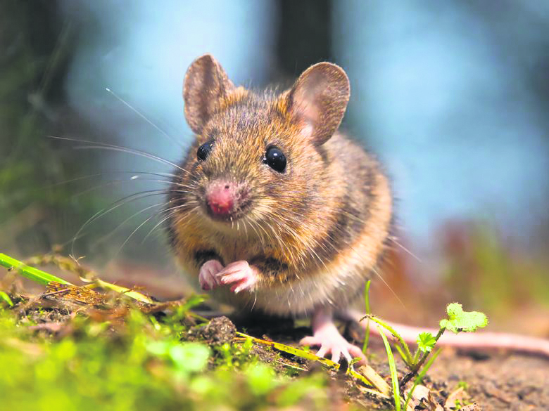 The search for Britain’s ‘Big Five’ – Country Gardener