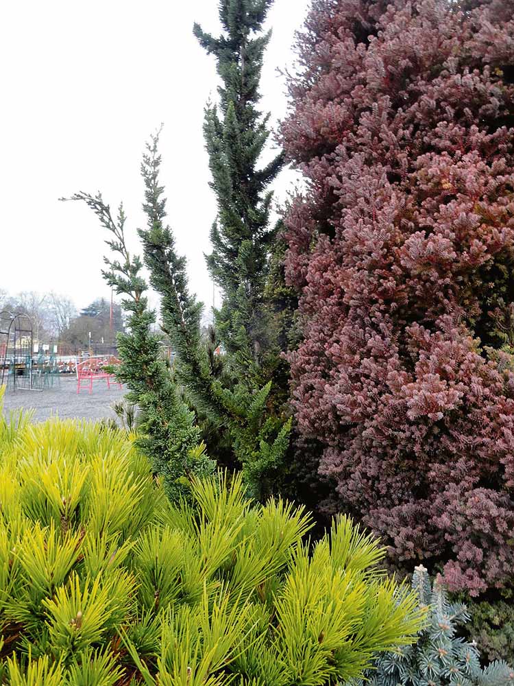 Trees that dance in the lightest of breezes – Country Gardener