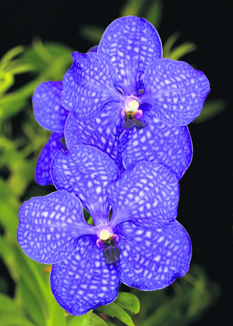 How ‘orchidmania’ gripped the Victorians – Country Gardener