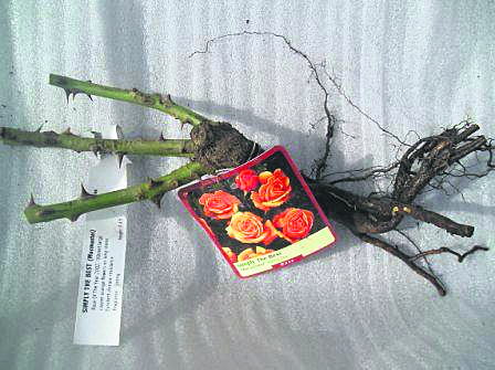 Roses, roses all the way! – Country Gardener