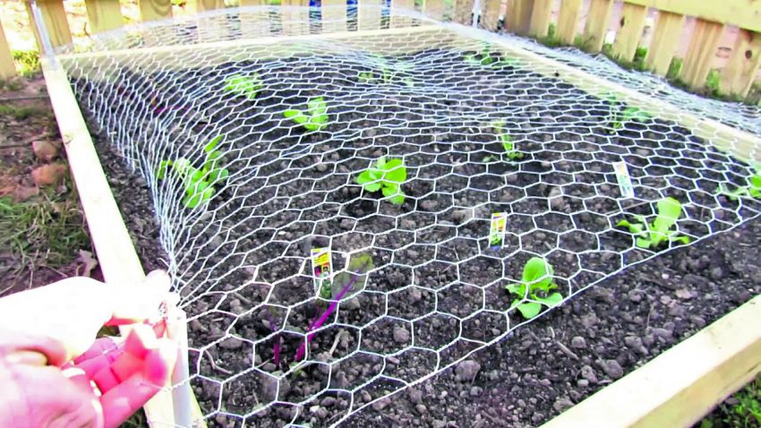 How to make your garden rabbit free – Country Gardener