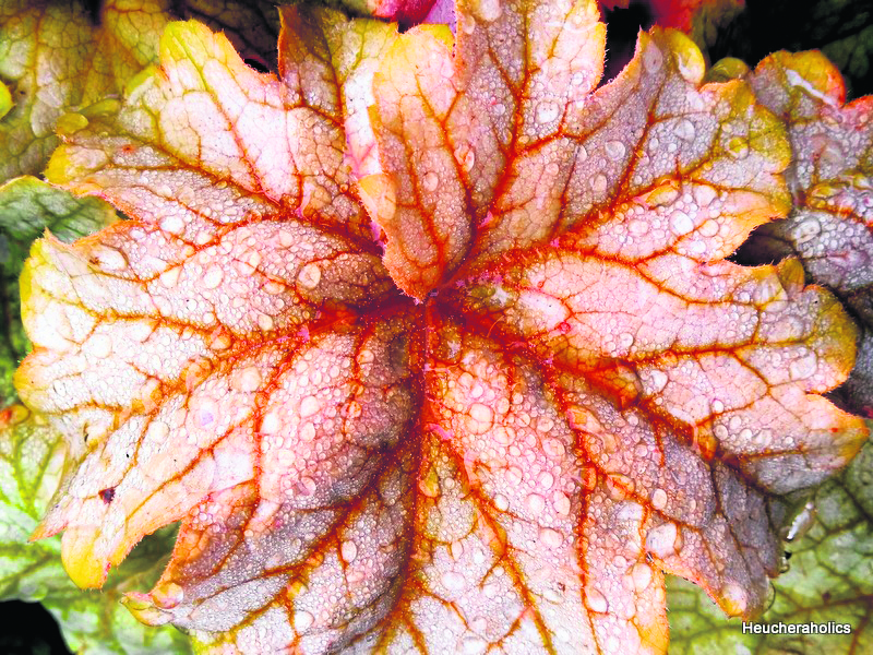 Autumn in full heuchera colour! – Country Gardener