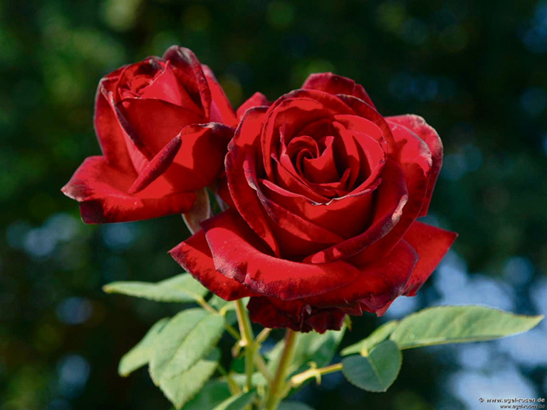 The flower language of roses – Country Gardener