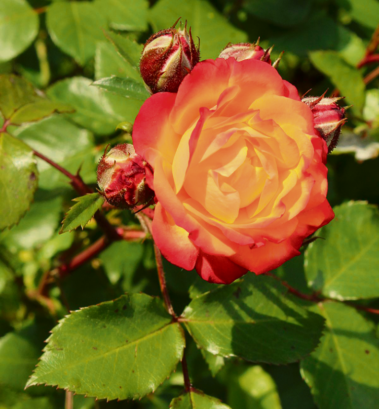 The flower language of roses – Country Gardener