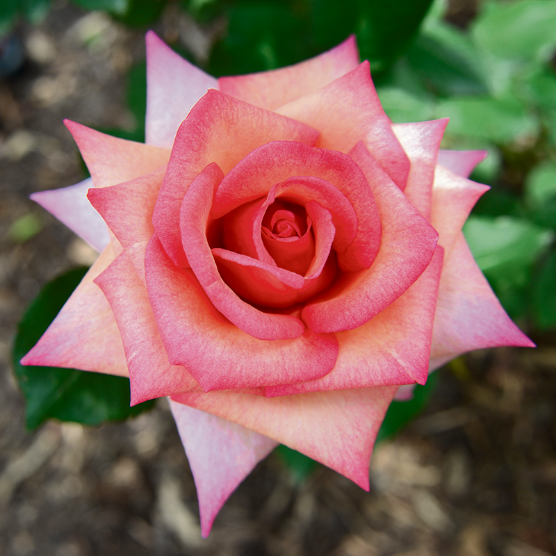 The flower language of roses – Country Gardener The flower language of roses – Country Gardener
