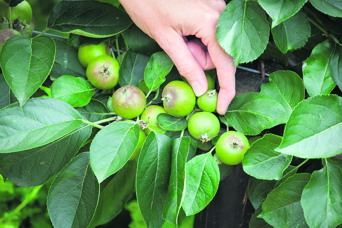 Jobs in the June garden – Country Gardener