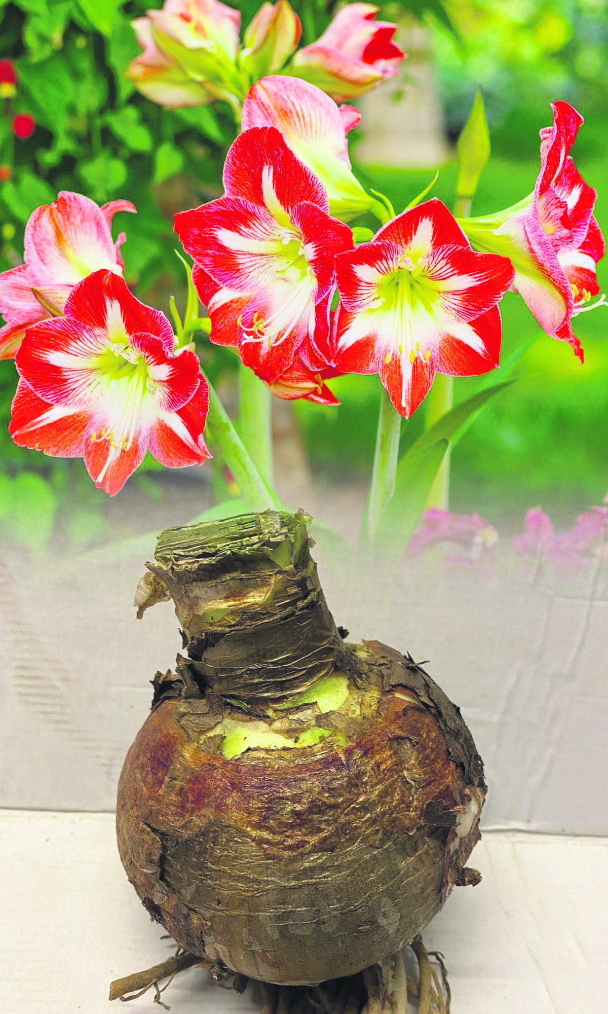 The giant amongst indoor bulbs – Country Gardener