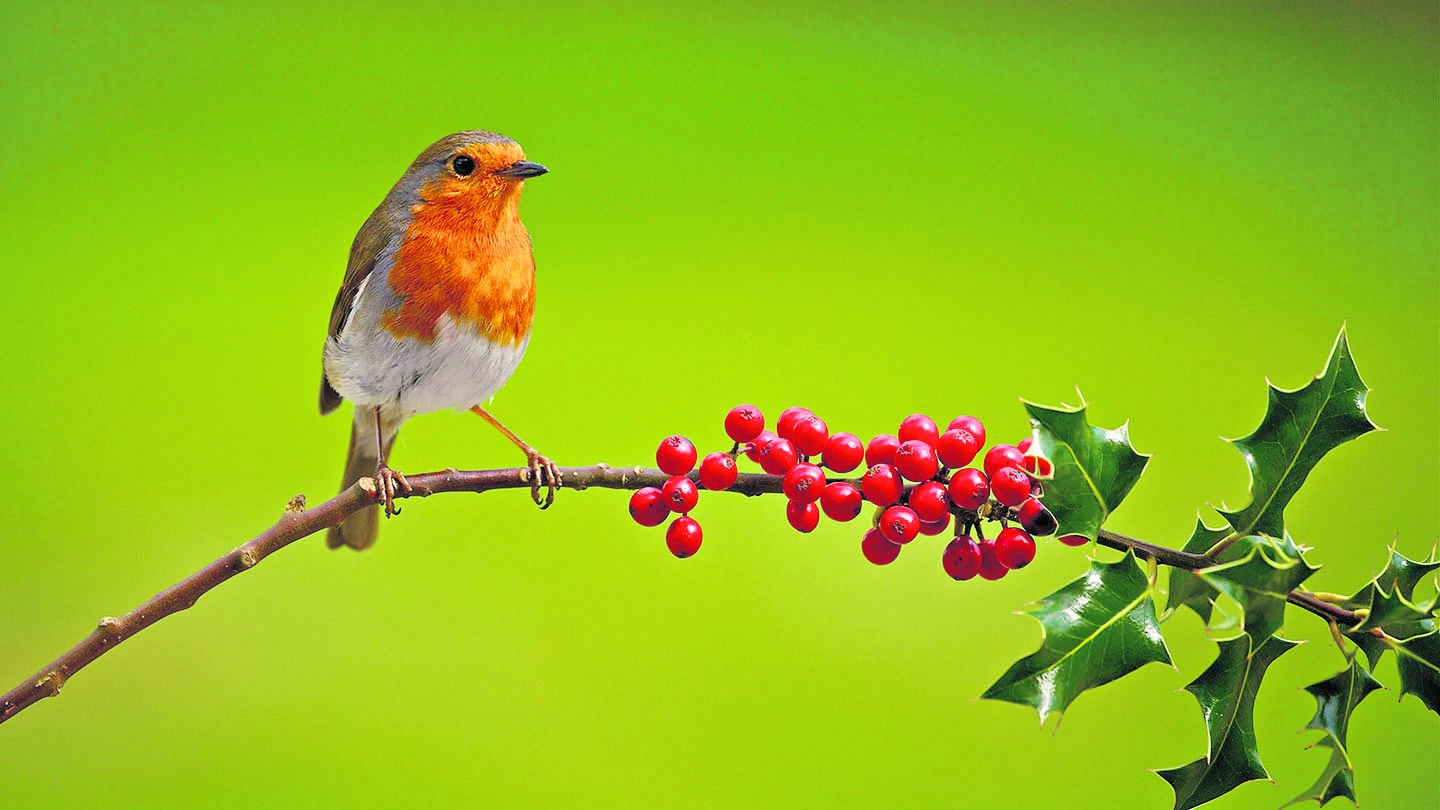 Winter robins – Country Gardener