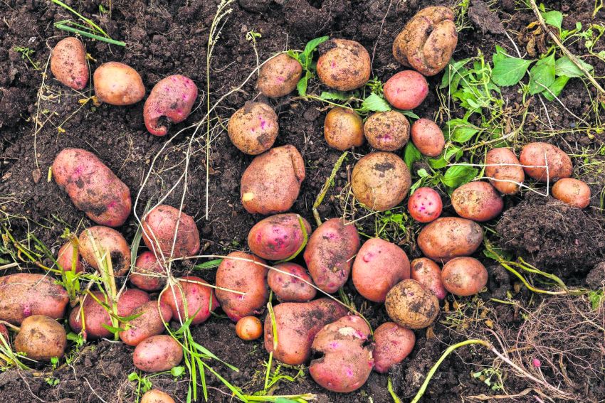 The delights of growing late season potatoes – Country Gardener