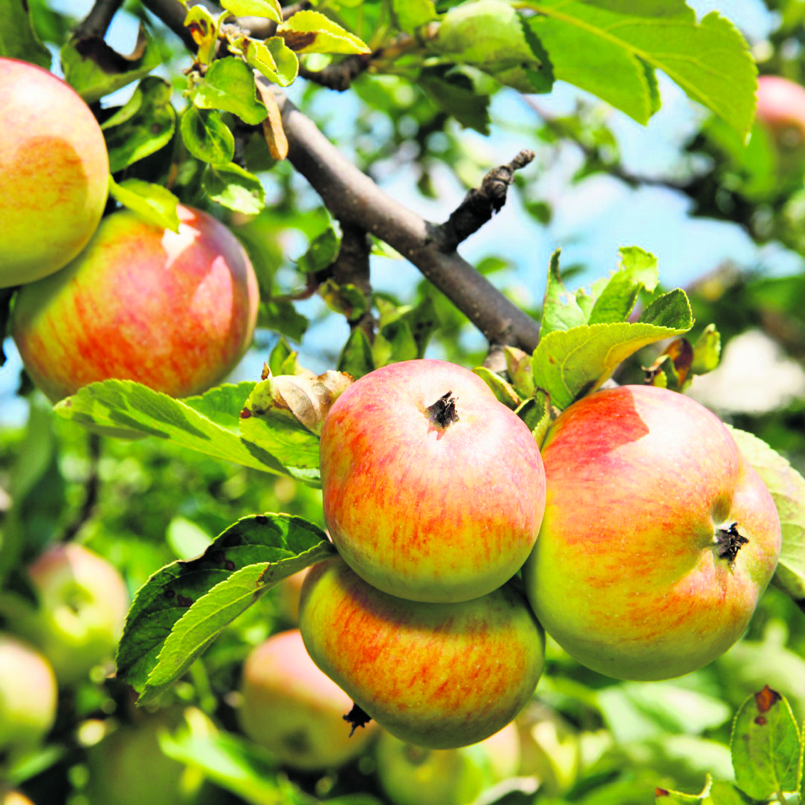 Celebrating all things apple – Country Gardener